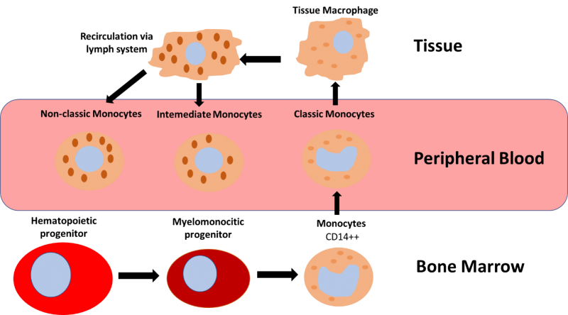 Description – Cytognos, S.L.