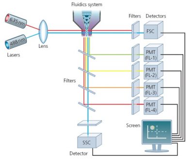 The flow cytometer – Cytognos, S.L.