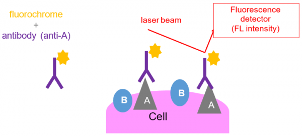 What is an antibody? – Cytognos, S.L.